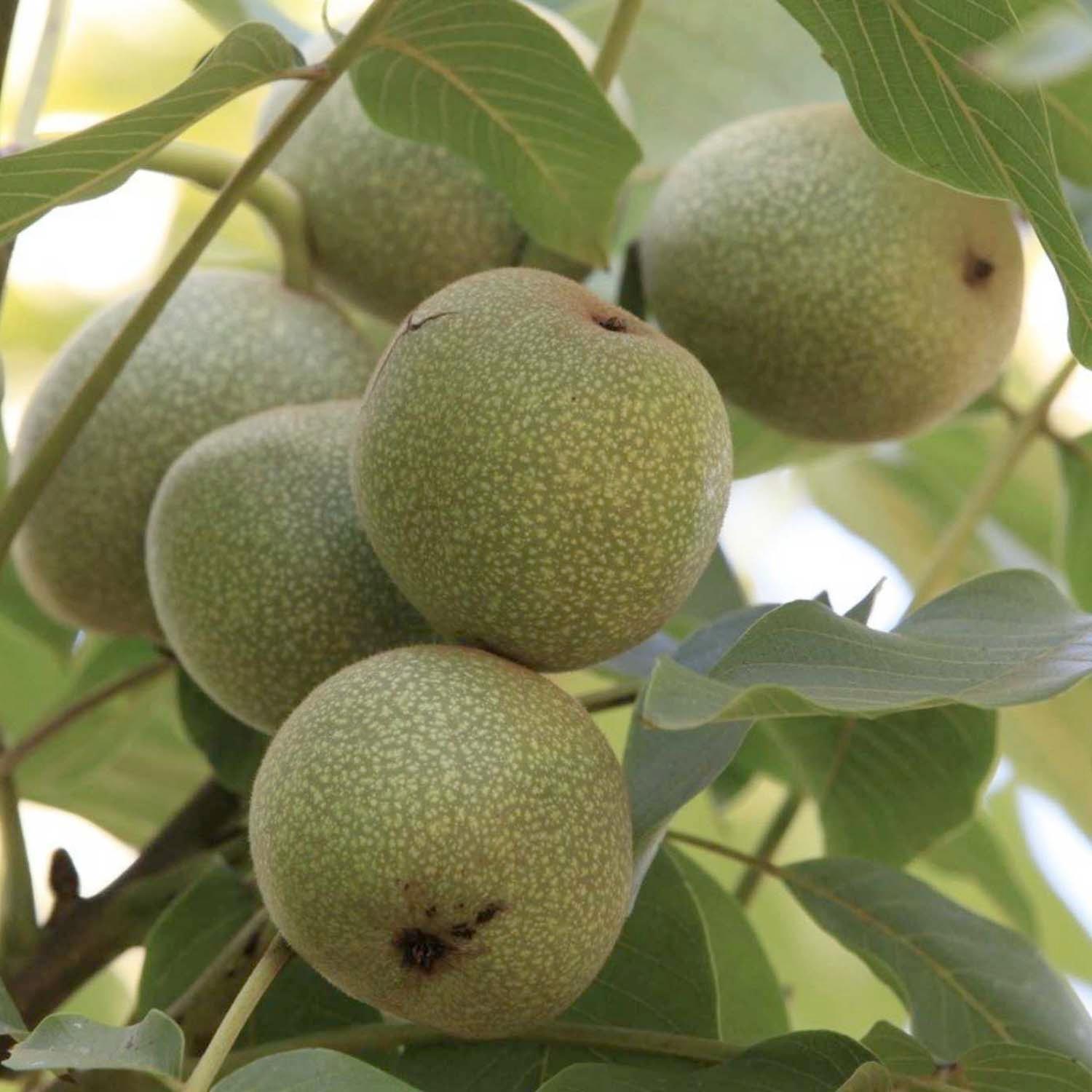 Nut Walnut 'Pedro' - #15 Gallon – Roger's Gardens