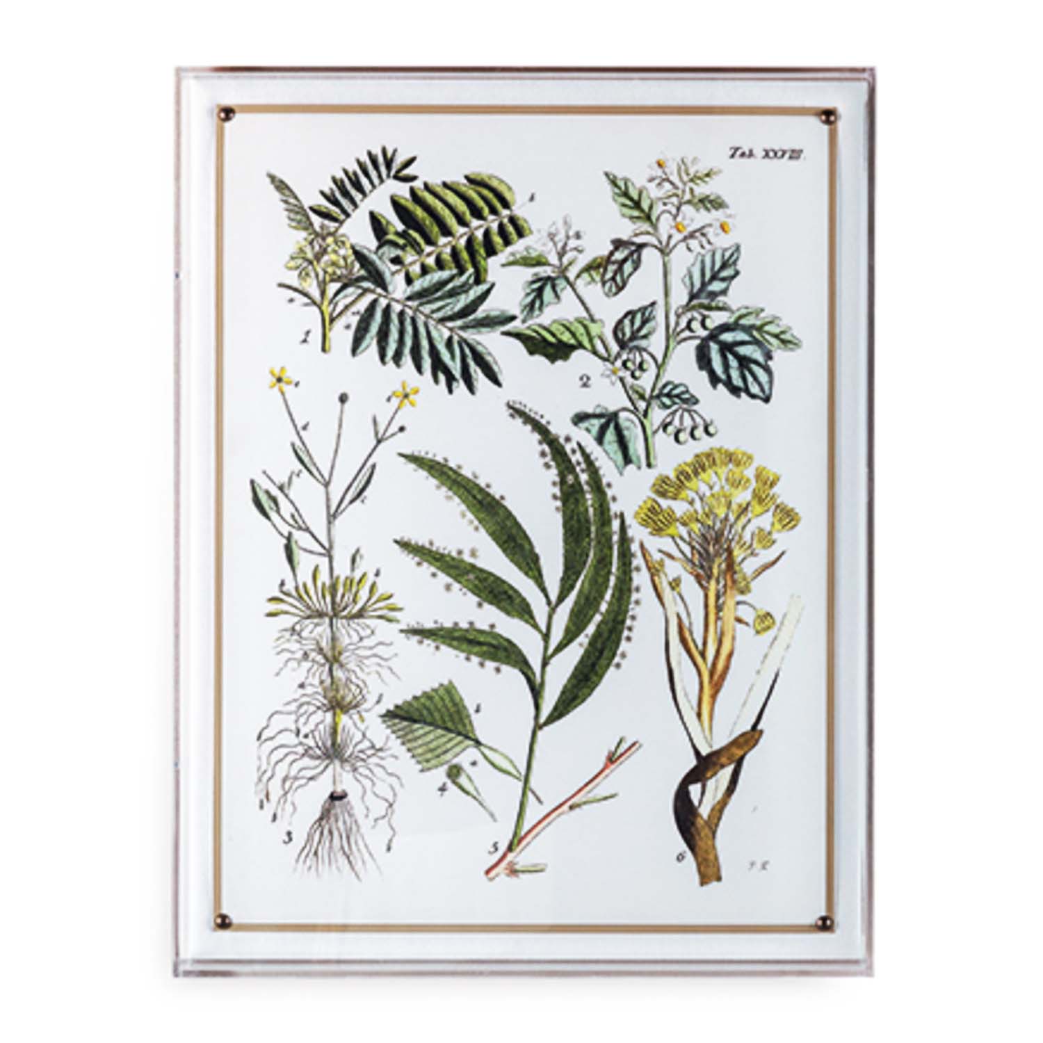 Ferns Panel #192 - 26"x20" – Roger's Gardens