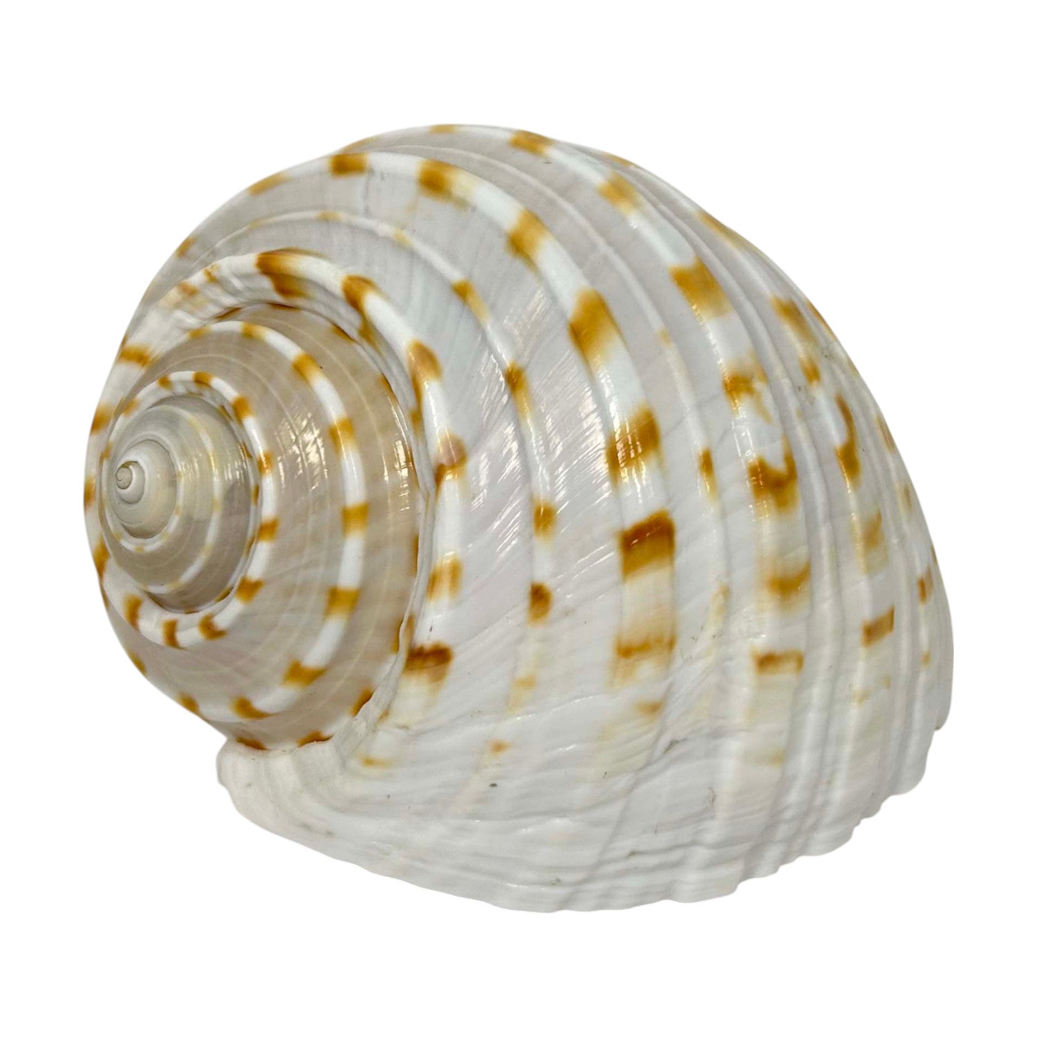 Tonna Tessalata Shell - 5" – Roger's Gardens
