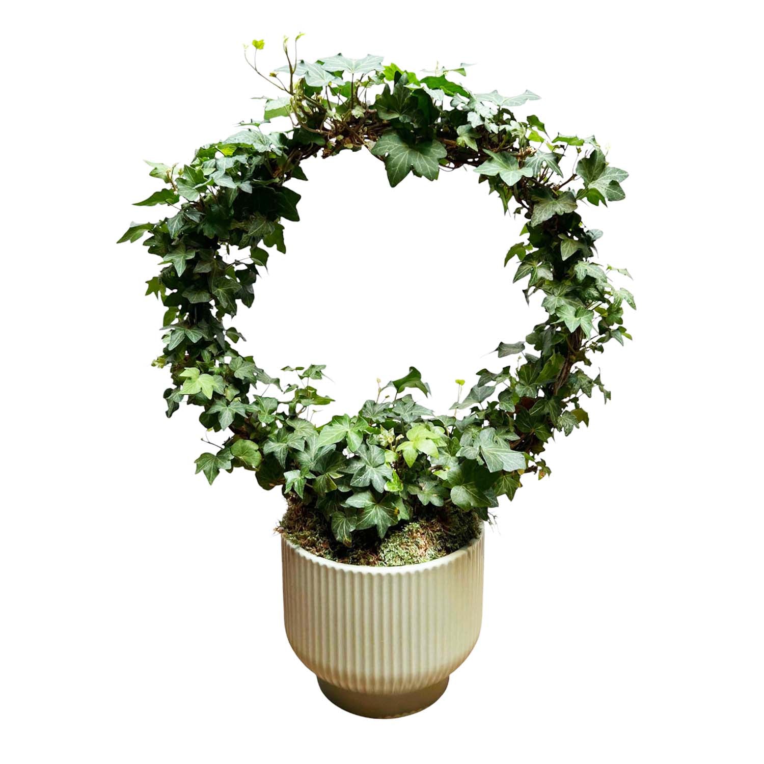Small Ivy Ball Topiary in Green Swirl Pot – Roger's Gardens