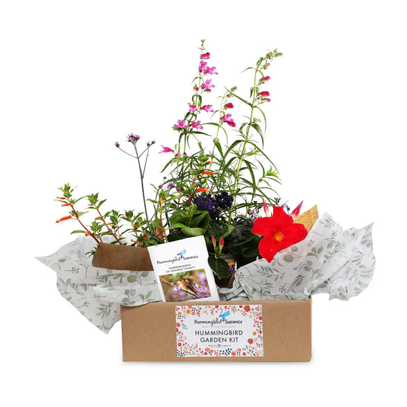 Create A Hummingbird Garden With Plants & More – Roger's Gardens