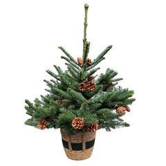 Outdoor Planted Container Arrangements at Roger's Gardens