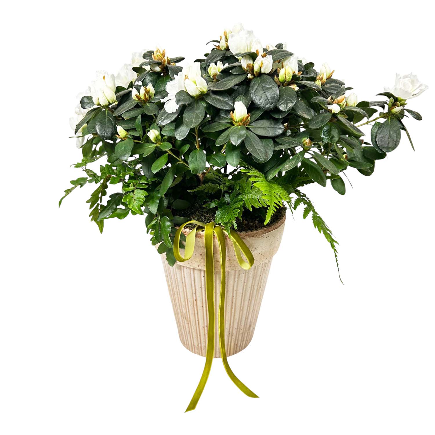 White Azalea in Lareg Italian Clay Pot – Roger's Gardens