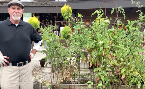 Experience Summer in the Garden – Roger's Gardens