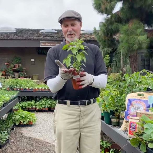 Peppers – Roger's Gardens