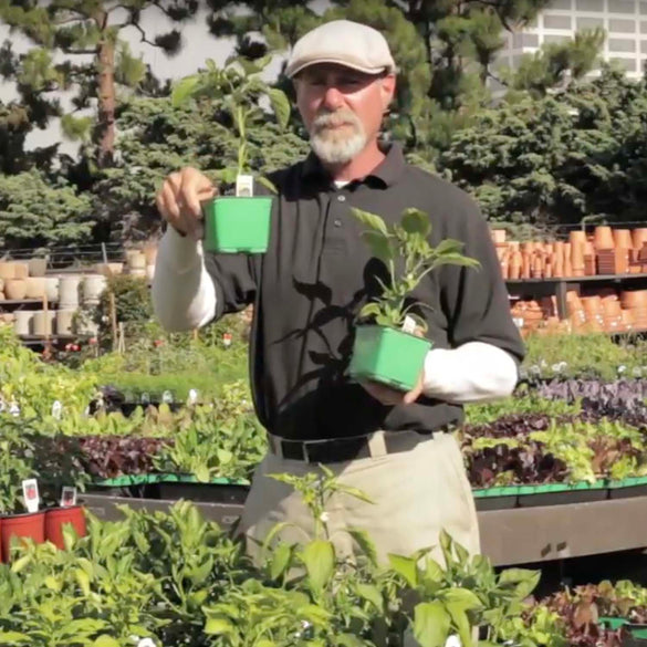 Peppers – Roger's Gardens