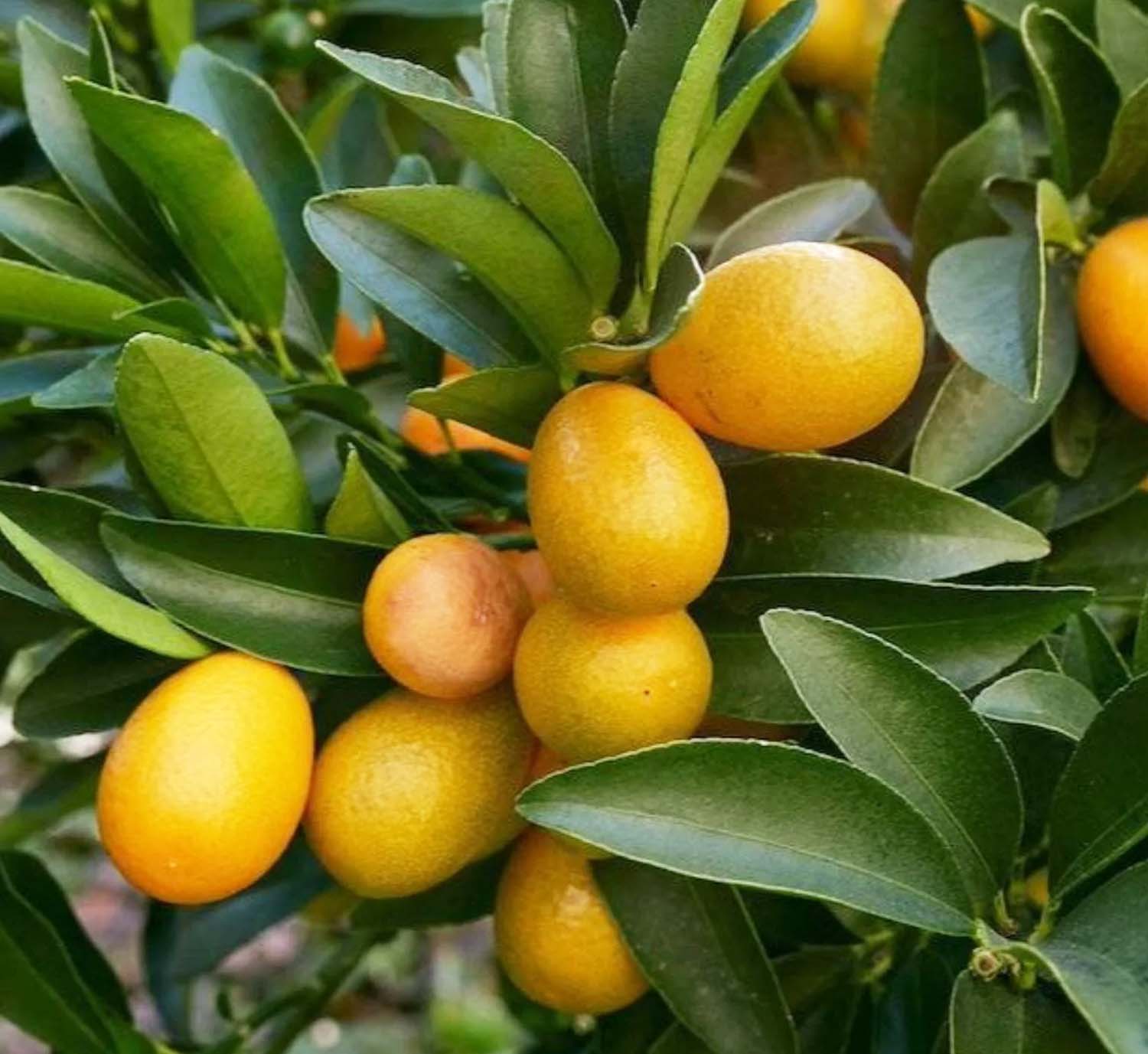 Kumquat 'Fukushu' Espallier - 7 Gallon – Roger's Gardens