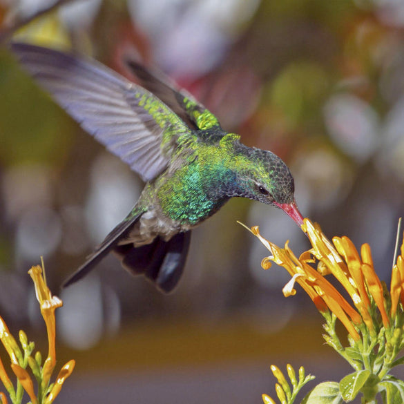 Create A Hummingbird Garden With Plants & More – Roger's Gardens