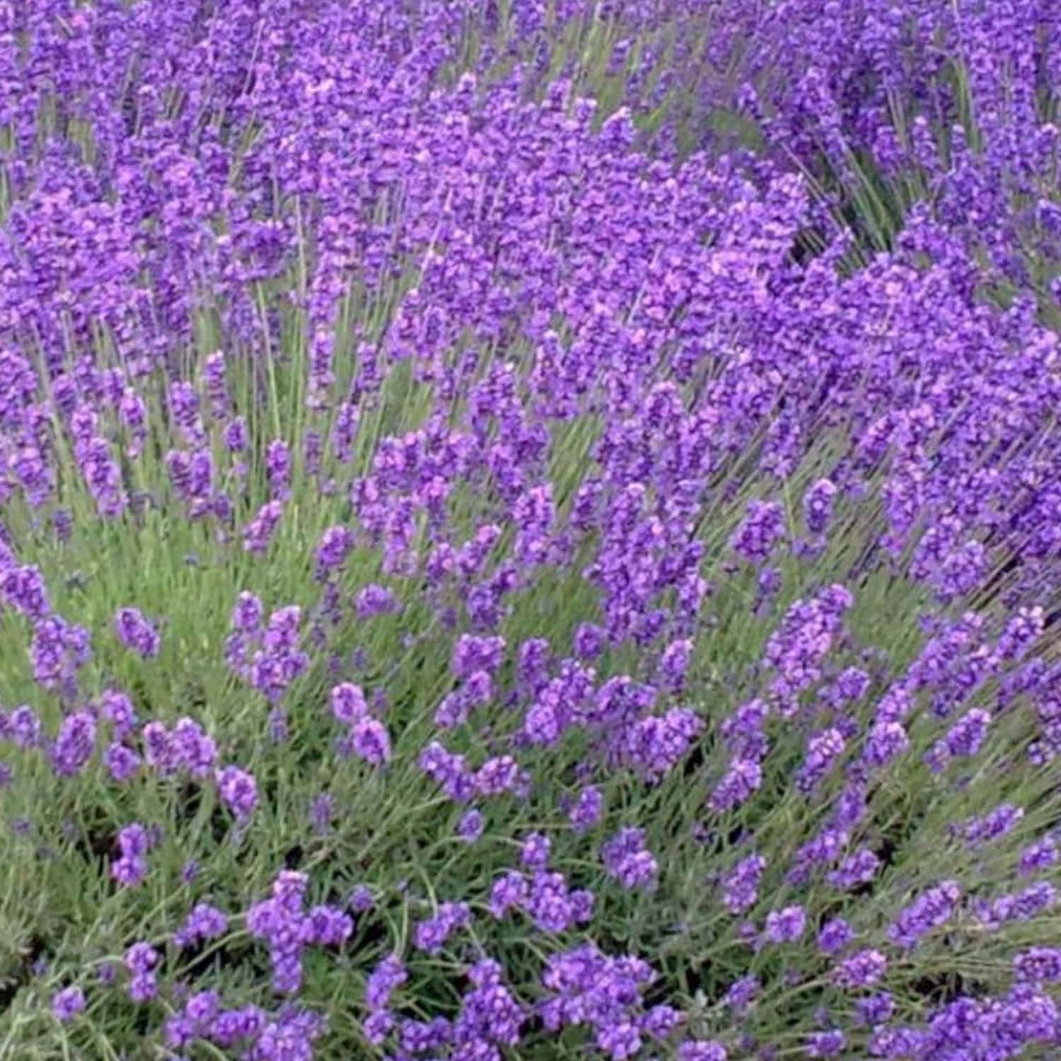 Lavender 'Dutch Provence' - 4" Pot – Roger's Gardens