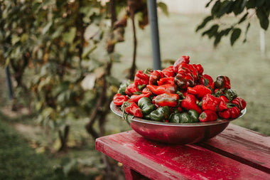 Peppers – Roger's Gardens