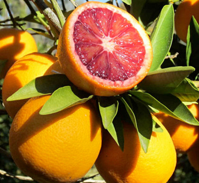 Orange 'Moro Blood' Semi-Dwarf - 25 Gallon – Roger's Gardens