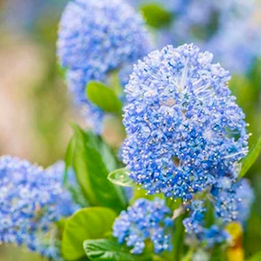 California Native Plants – Roger's Gardens