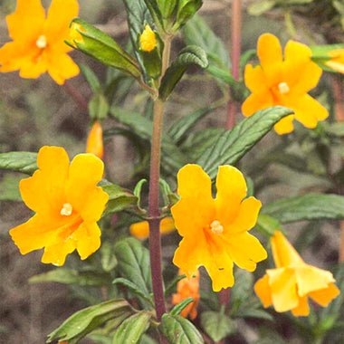 California Native Plants – Roger's Gardens