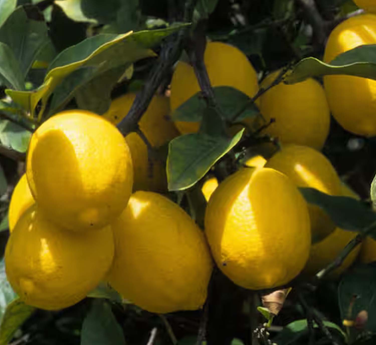Lemon 'New Zealand Lemonade' Semi-Dwarf - 5 Gallon – Roger's Gardens