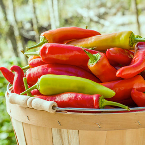 Peppers – Roger's Gardens