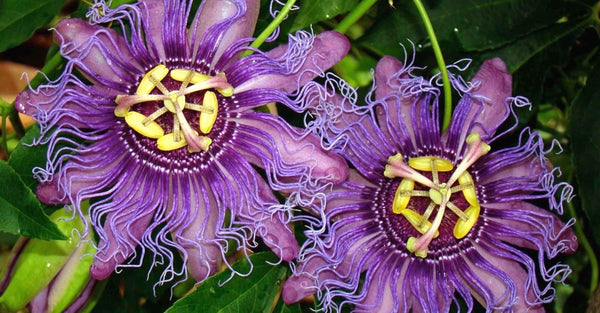 Our Indoor Plants – Roger's Gardens