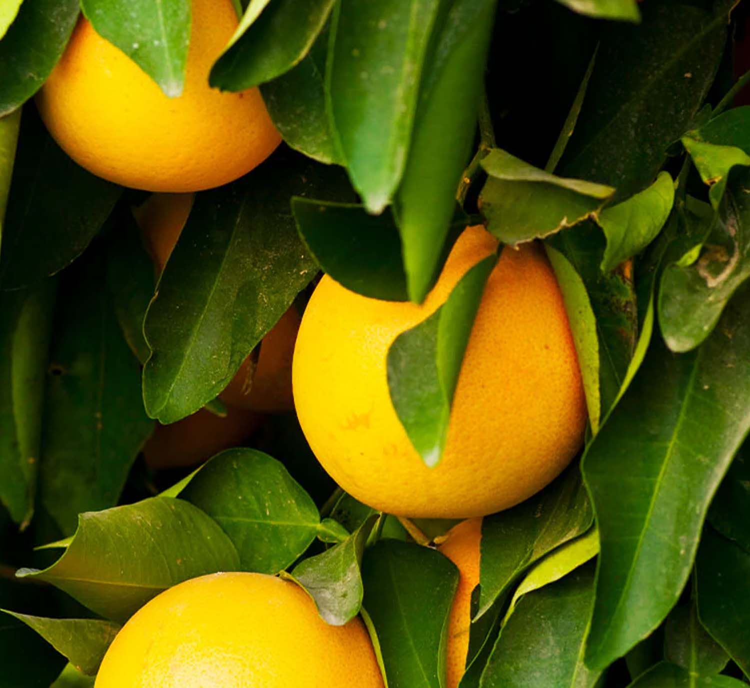 Grapefruit 'Rio Red' Semi-Dwarf - 5 Gallon – Roger's Gardens