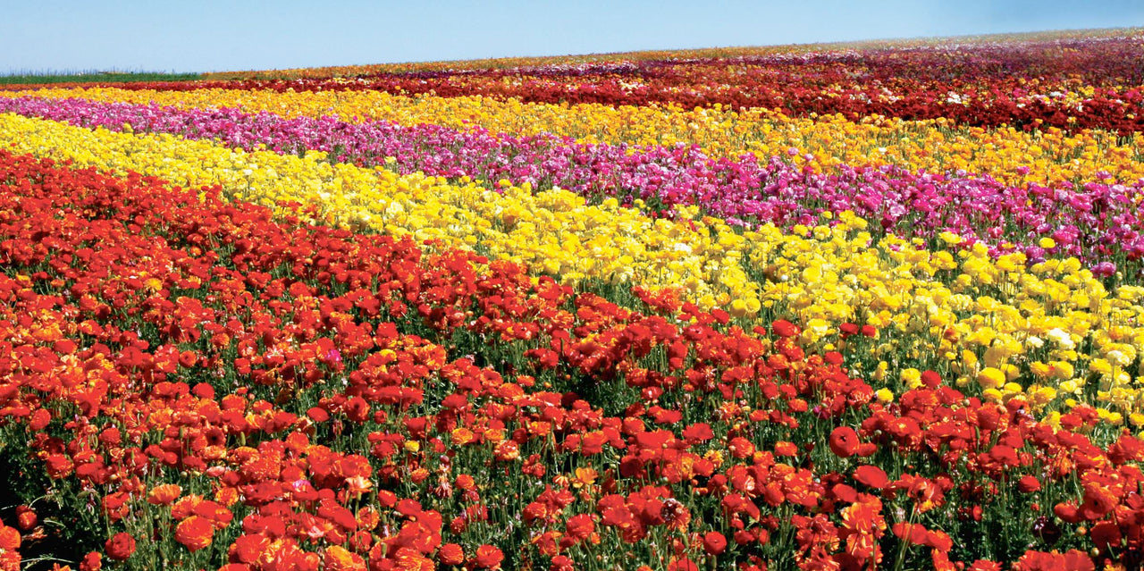 Live Rose Bushes For Sale Orange County Nursery – Roger's Gardens