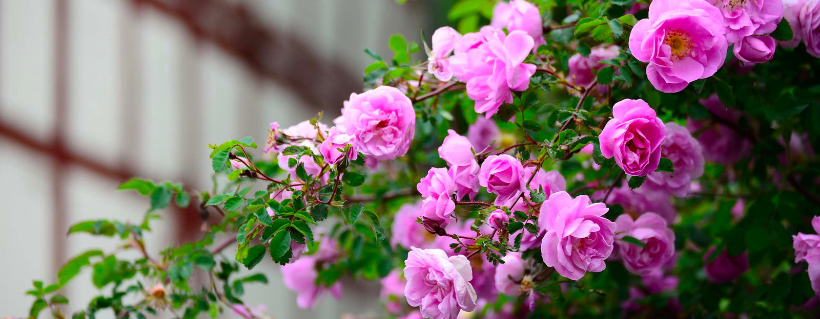 Live Rose Bushes For Sale Orange County Nursery – Roger's Gardens