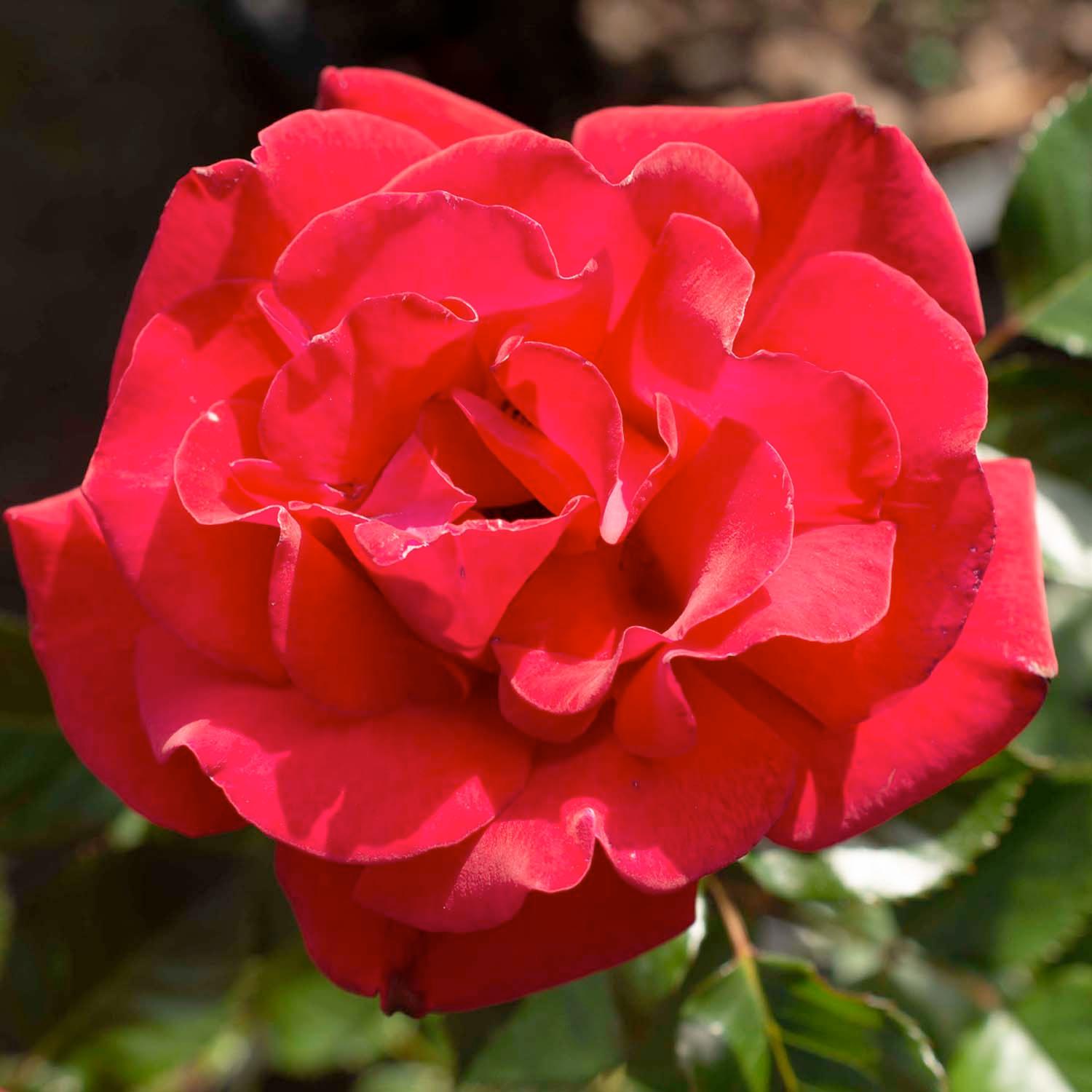 Ruby Ruby - 5 Gallon – Roger's Gardens