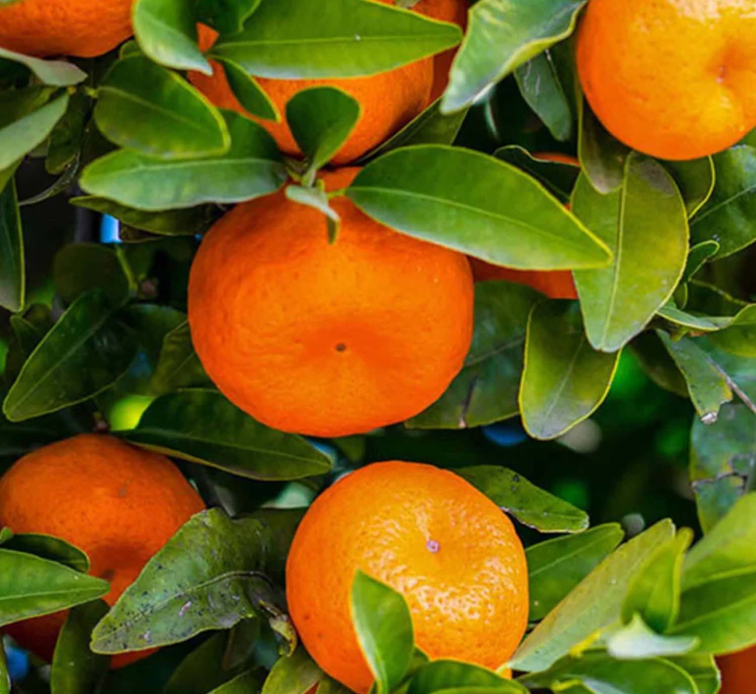 Mandarin 'Tango' Standard - 5 Gallon – Roger's Gardens