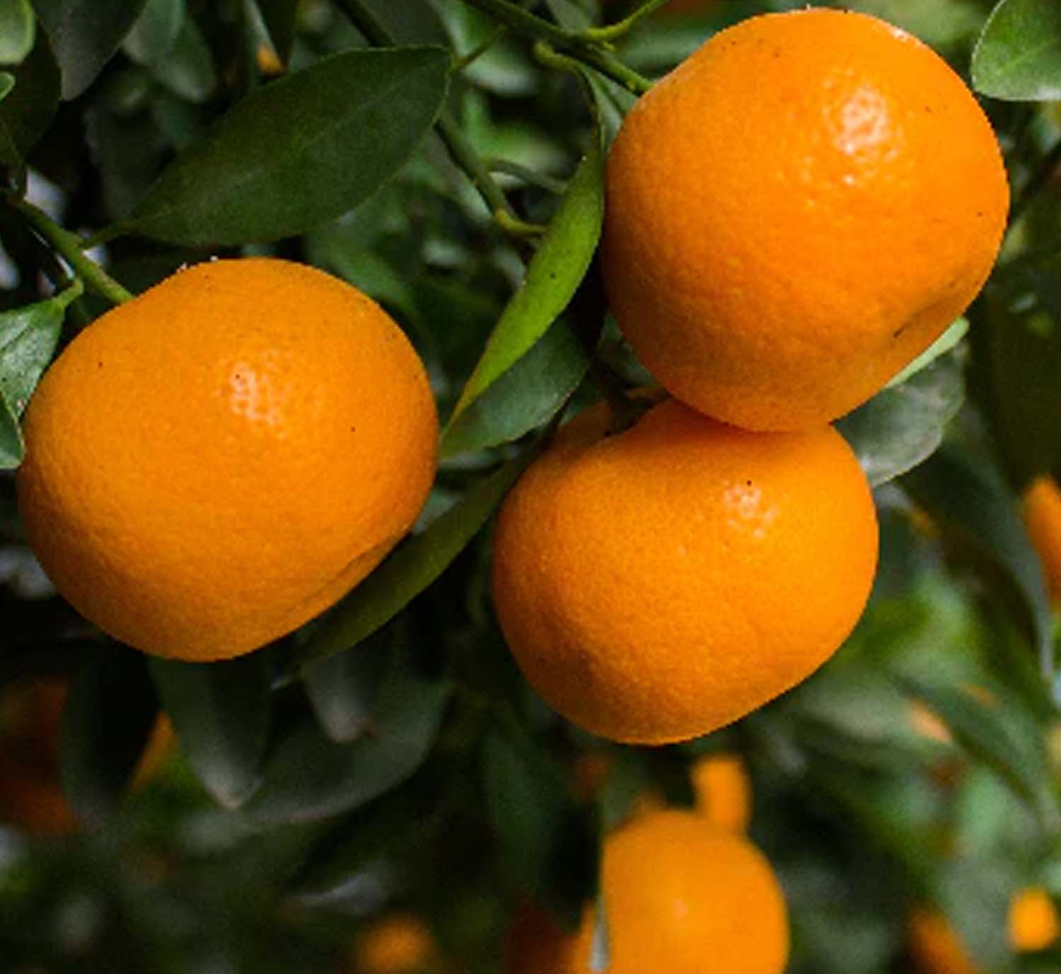 Mandarin 'W. Murcott' Standard - 15 Gallon – Roger's Gardens