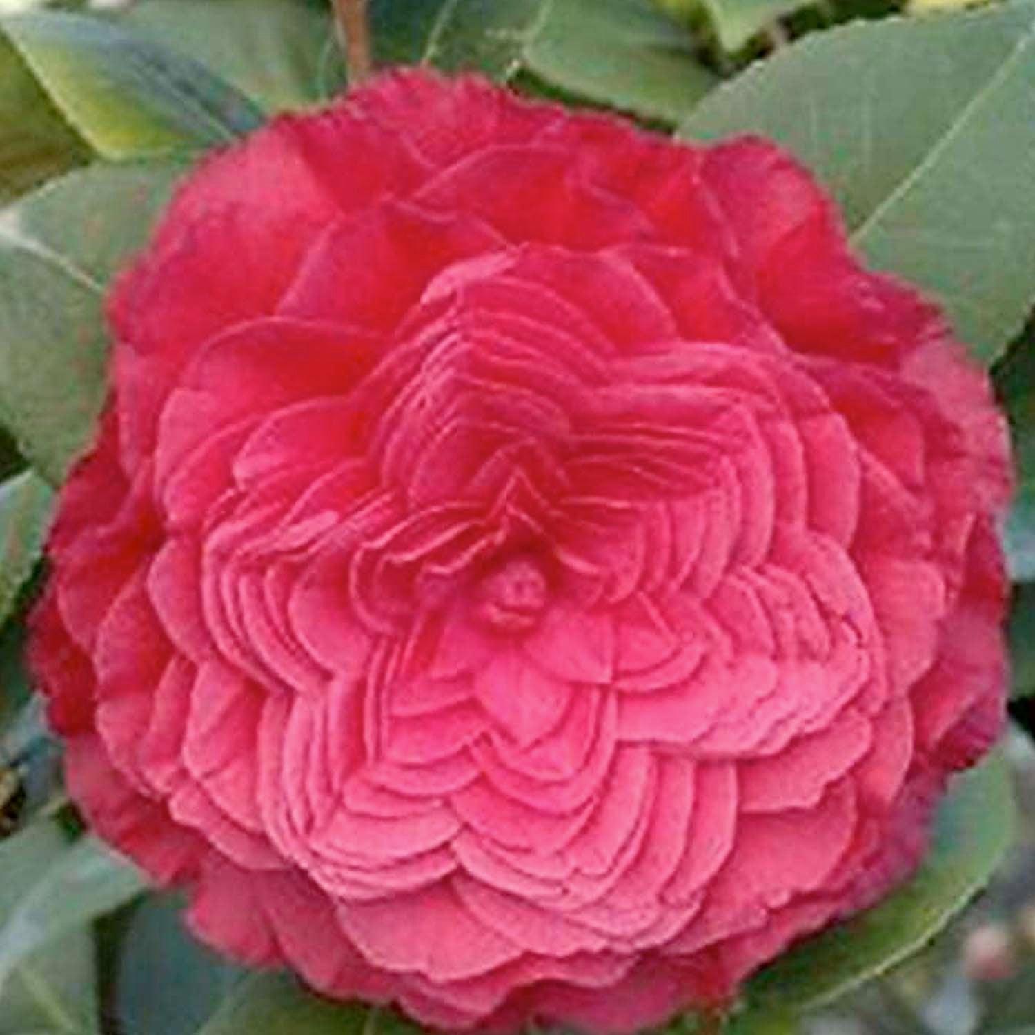 Camellia 'Nuccio's Bella Rosa' - Nuccio's Bella Rossa Camellia - 5 ...
