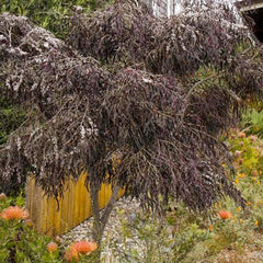 Landscape Plants – Roger's Gardens