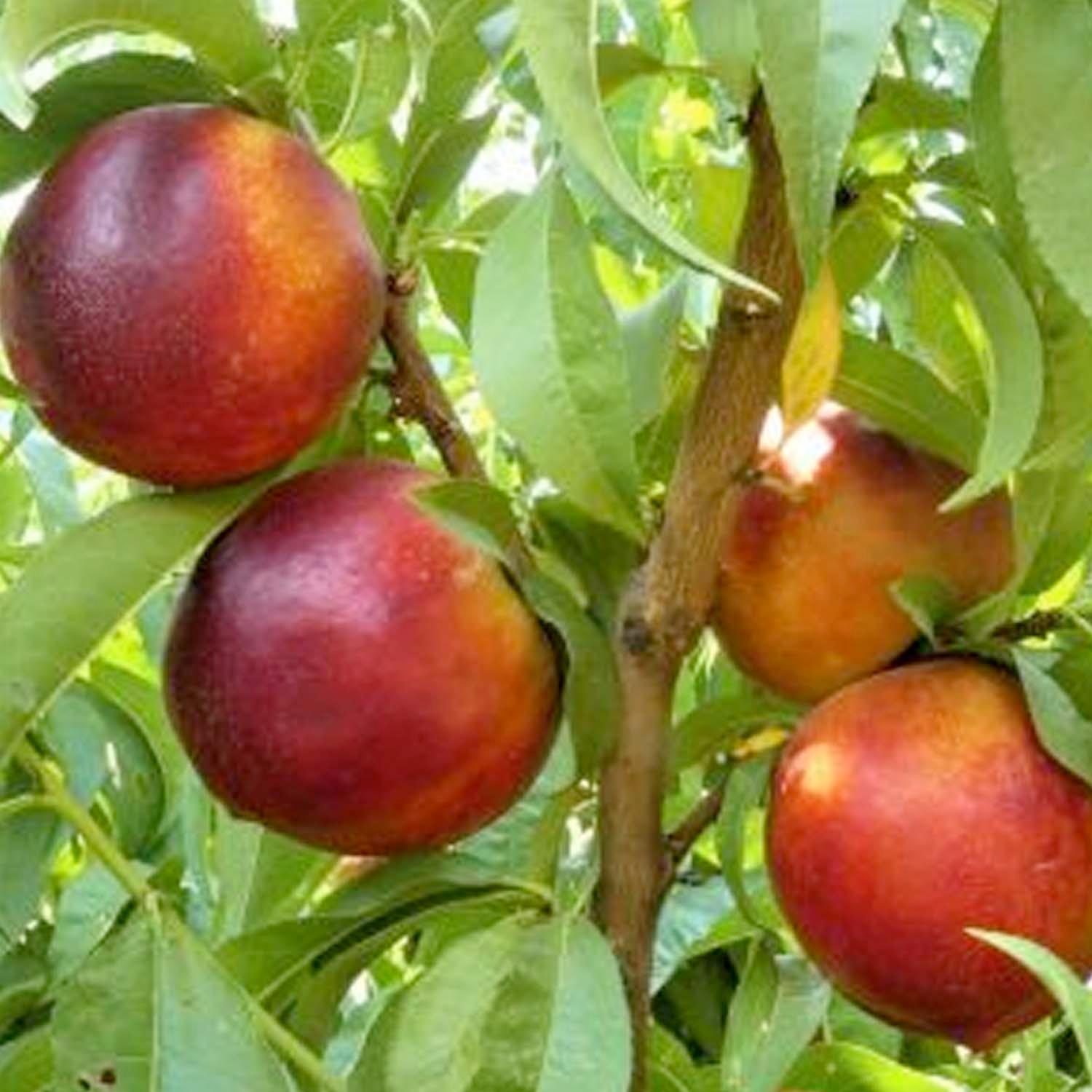 NECTARINE 'GARDEN DELIGHT' - MINIATURE - #7 GALLON – Roger's Gardens