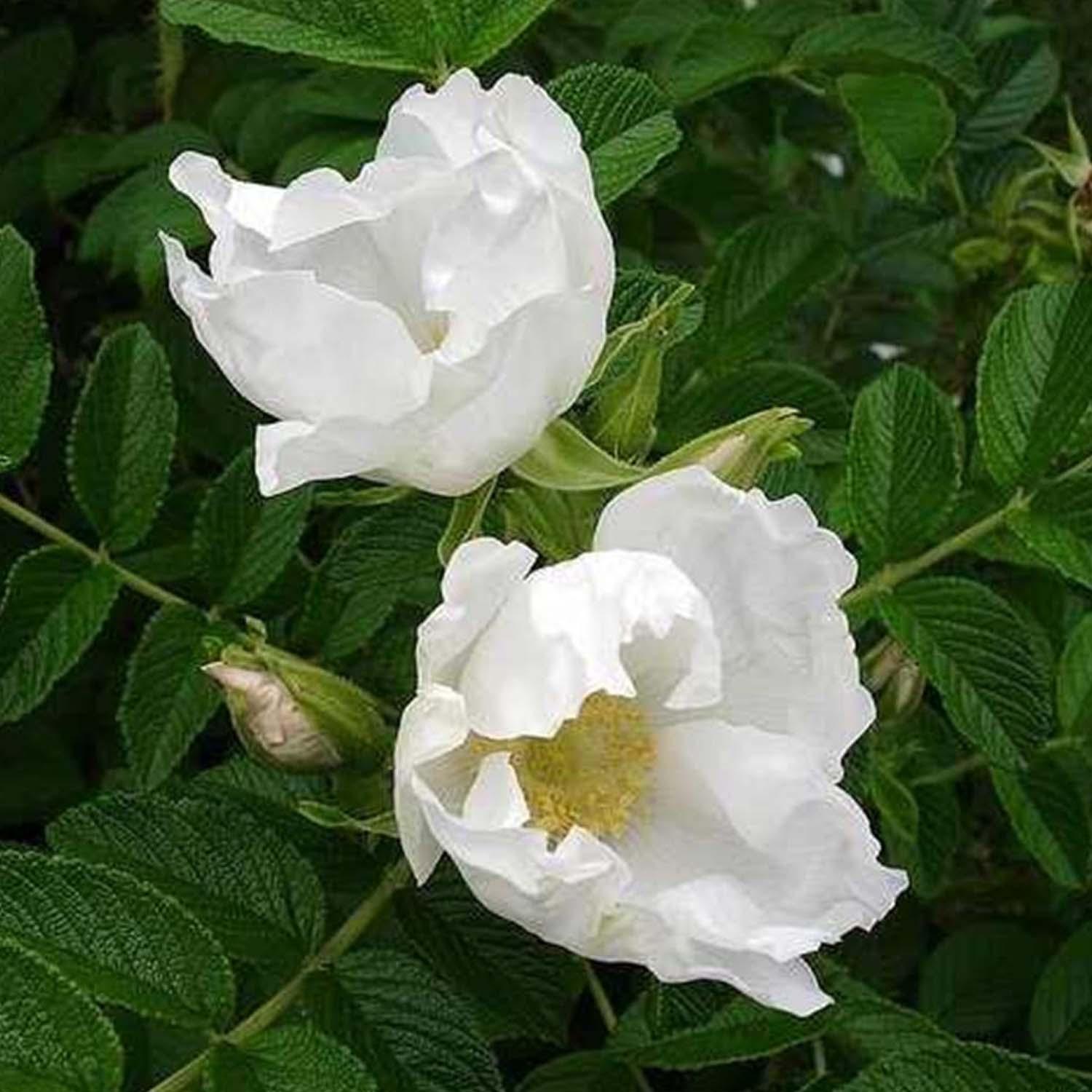 Rosa Rugosa Alba - 5 Gallon – Roger's Gardens