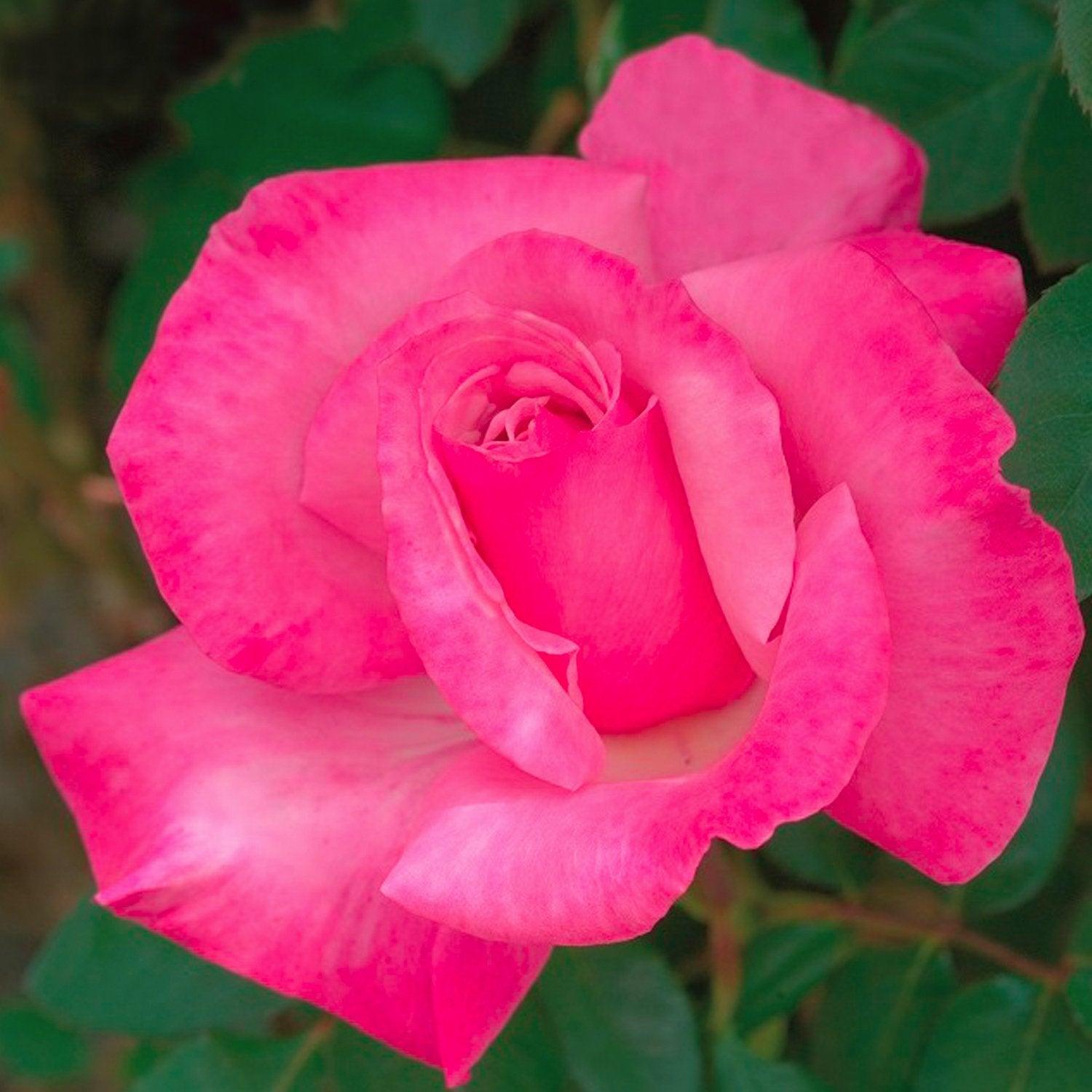 First Prize - 5 Gallon – Roger's Gardens