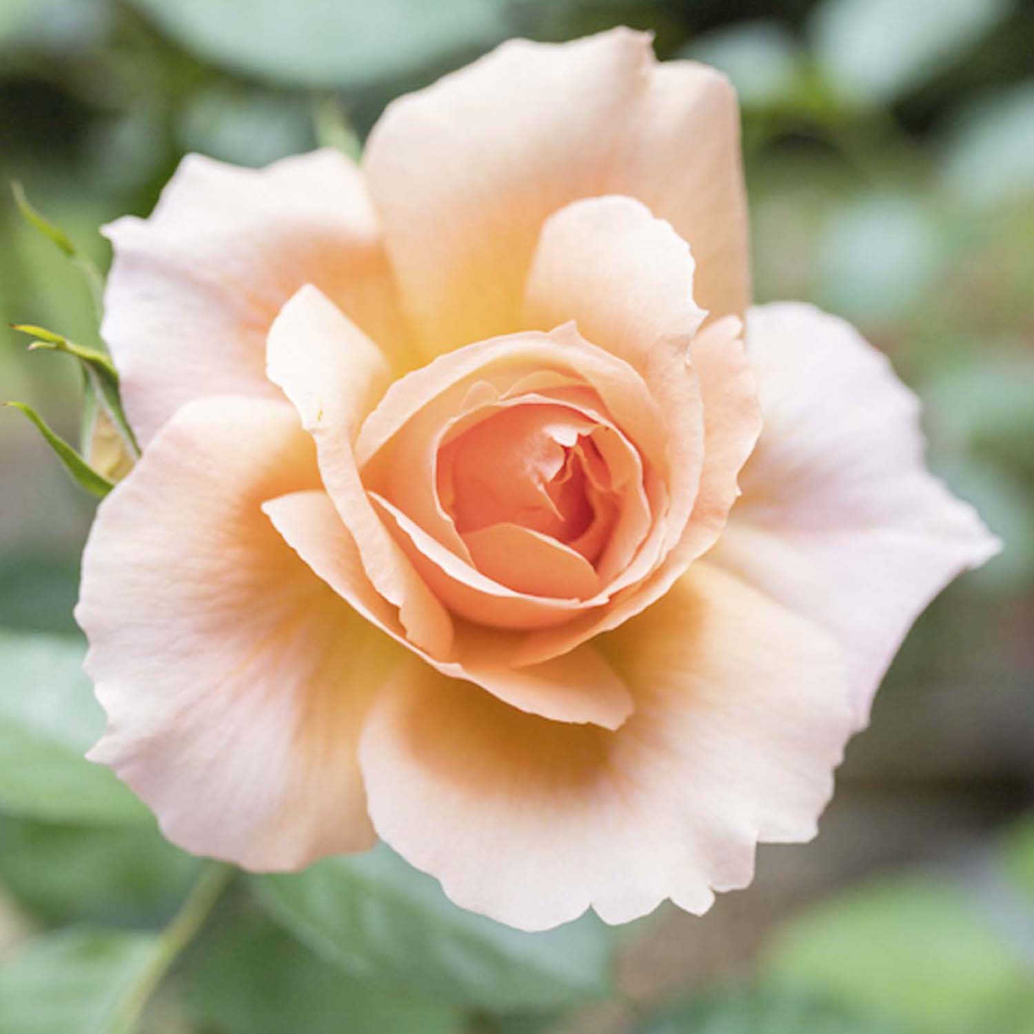 Apricot Candy - 5 Gallon – Roger's Gardens