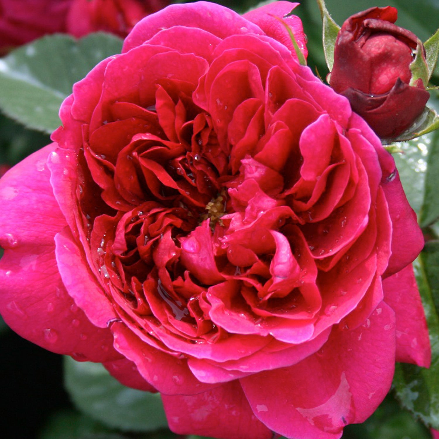 Darcey Bussell - 5 Gallon – Roger's Gardens