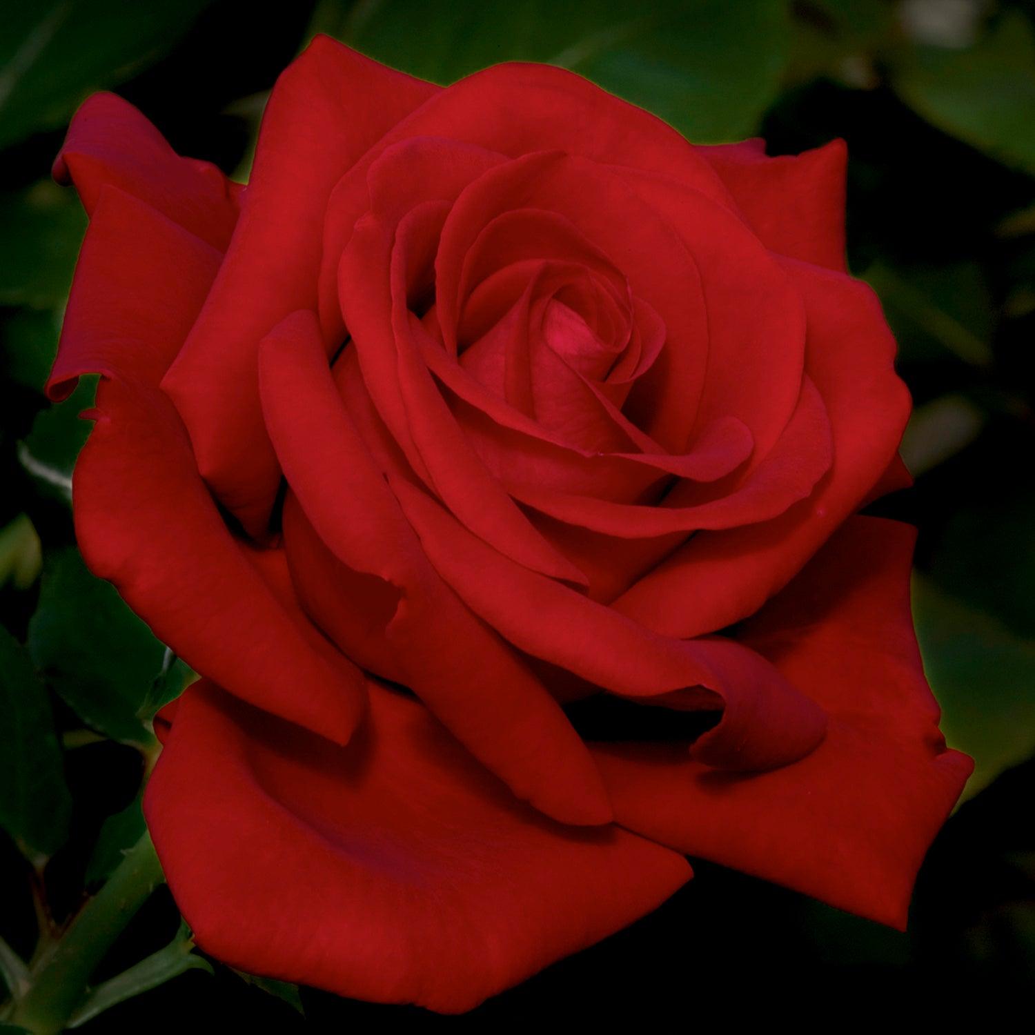 Drop Dead Red - 5 Gallon – Roger's Gardens