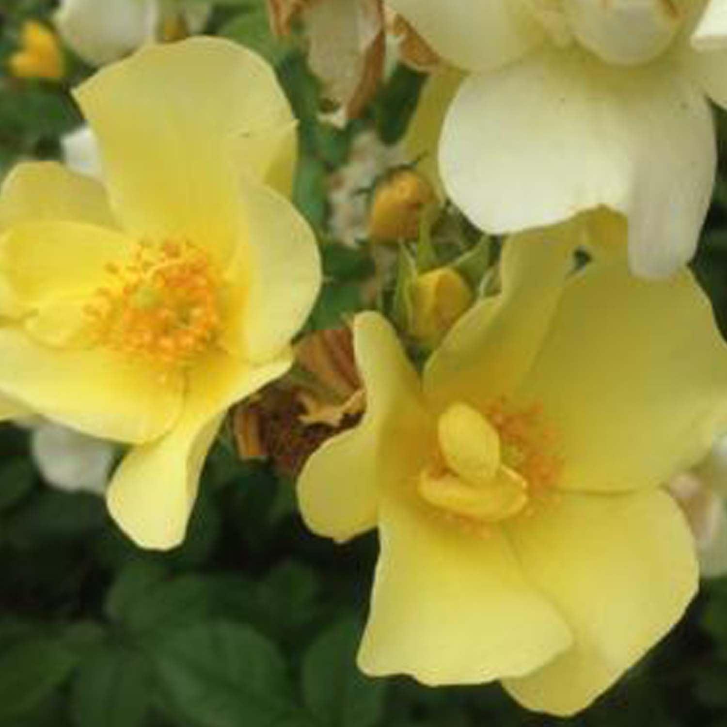 Limoncello - 5 Gallon – Roger's Gardens