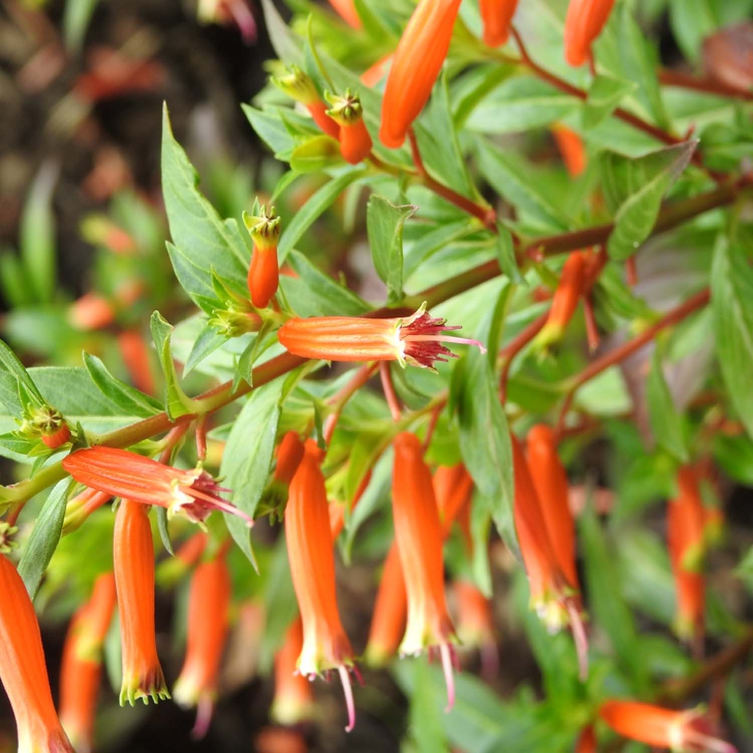 CUPHEA 'VERMILLIONAIRE' - FIRECRACKER FLOWER - 1 GALLON – Roger's Gardens
