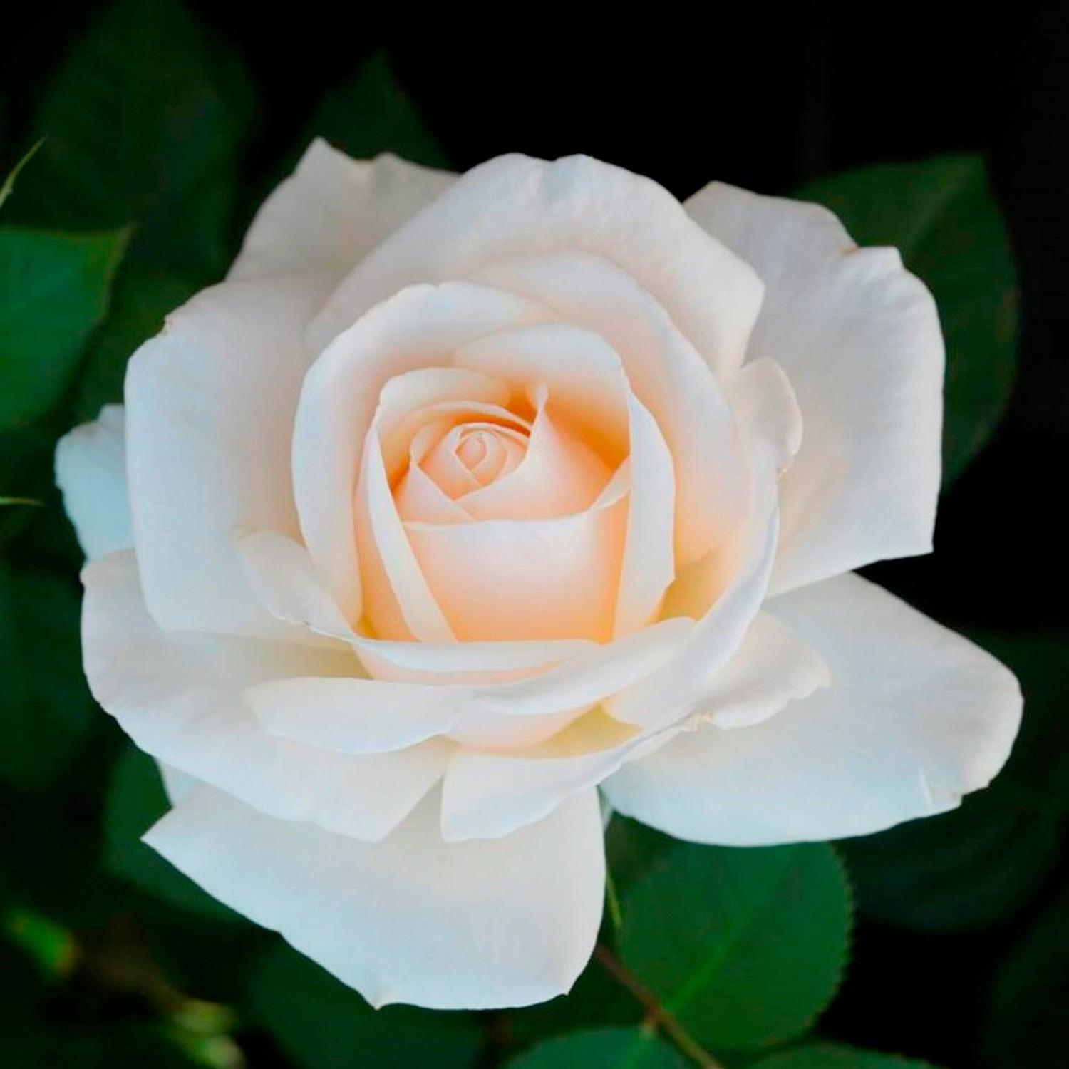 Hardy White Rose Bush - Easy Spirit Rose Plant – Roger's Gardens