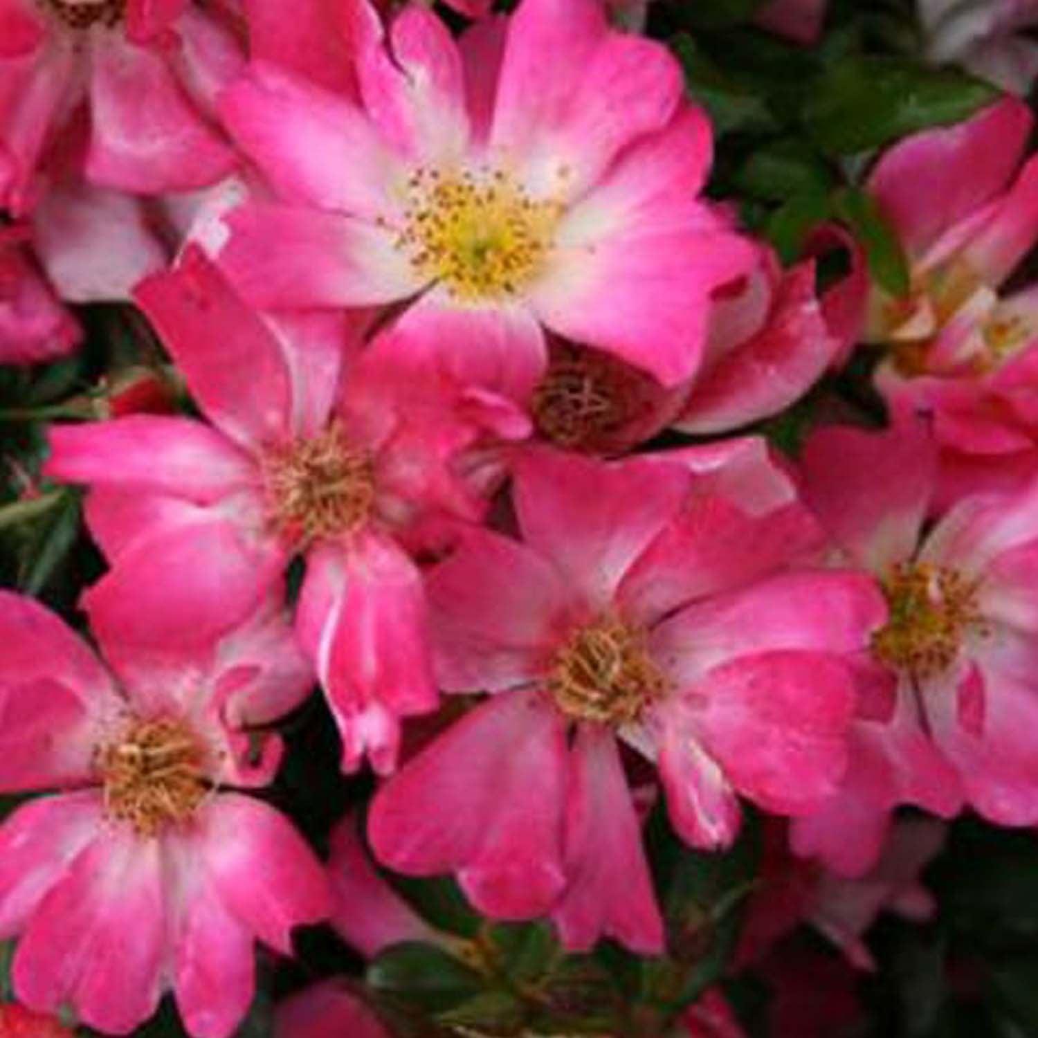 Pink Drift - 5 Gallon – Roger's Gardens