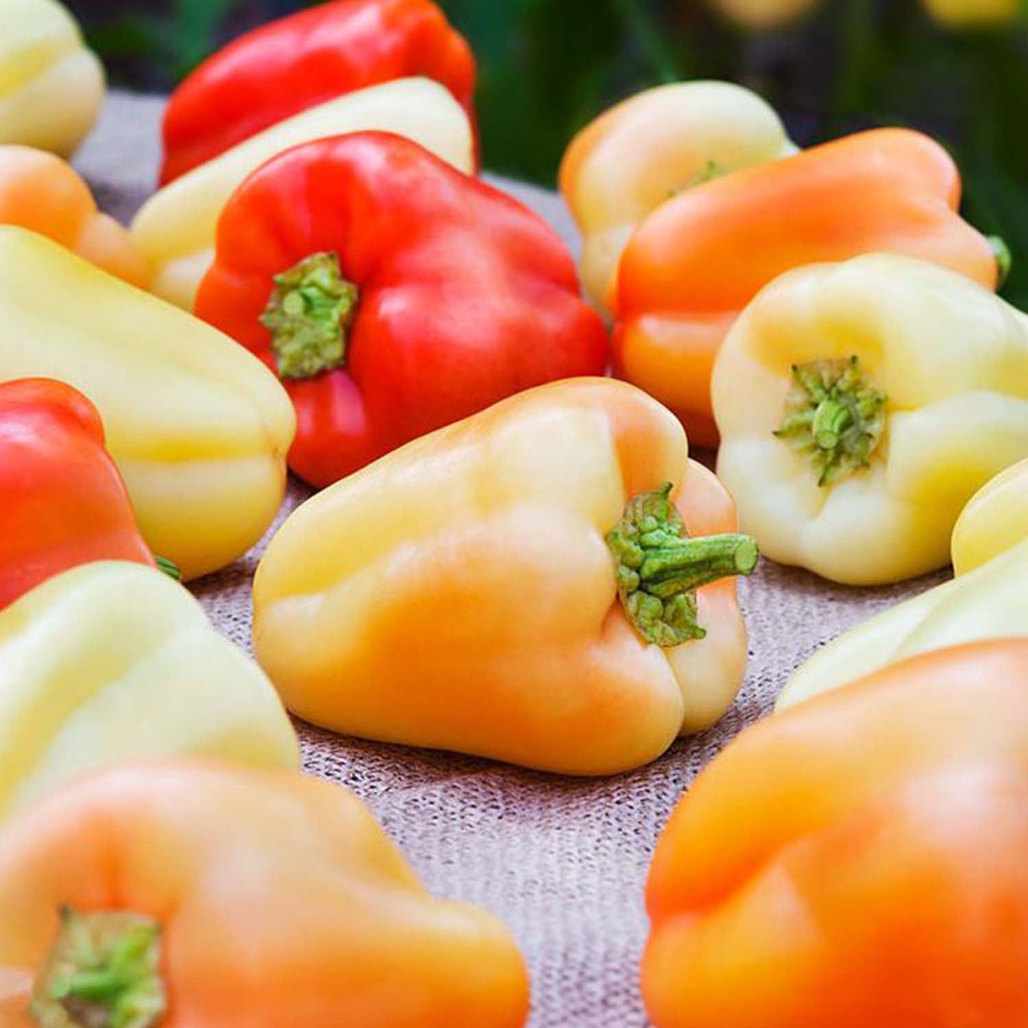 Gypsy - 4" Pot – Roger's Gardens