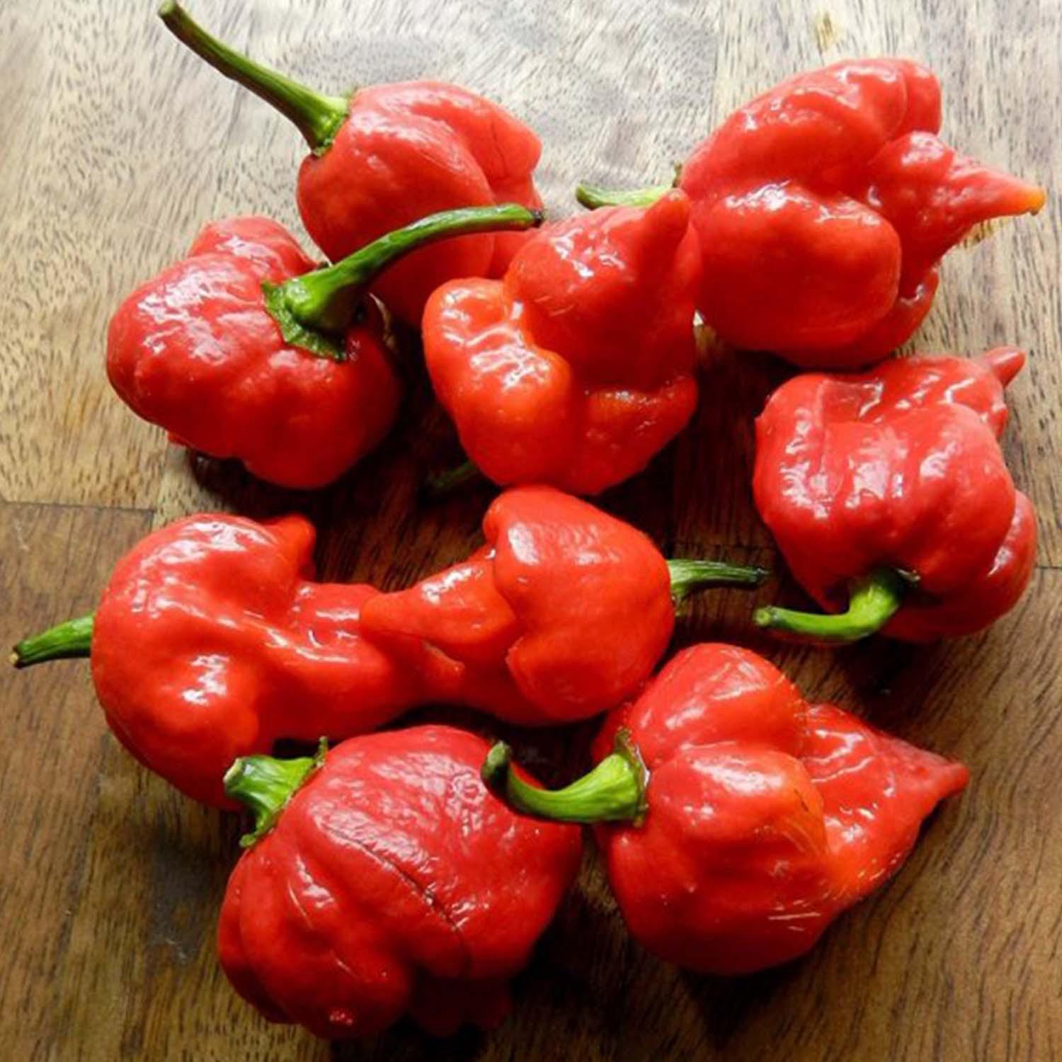 Scorpion Trinidad Moruga - 4" Pot – Roger's Gardens