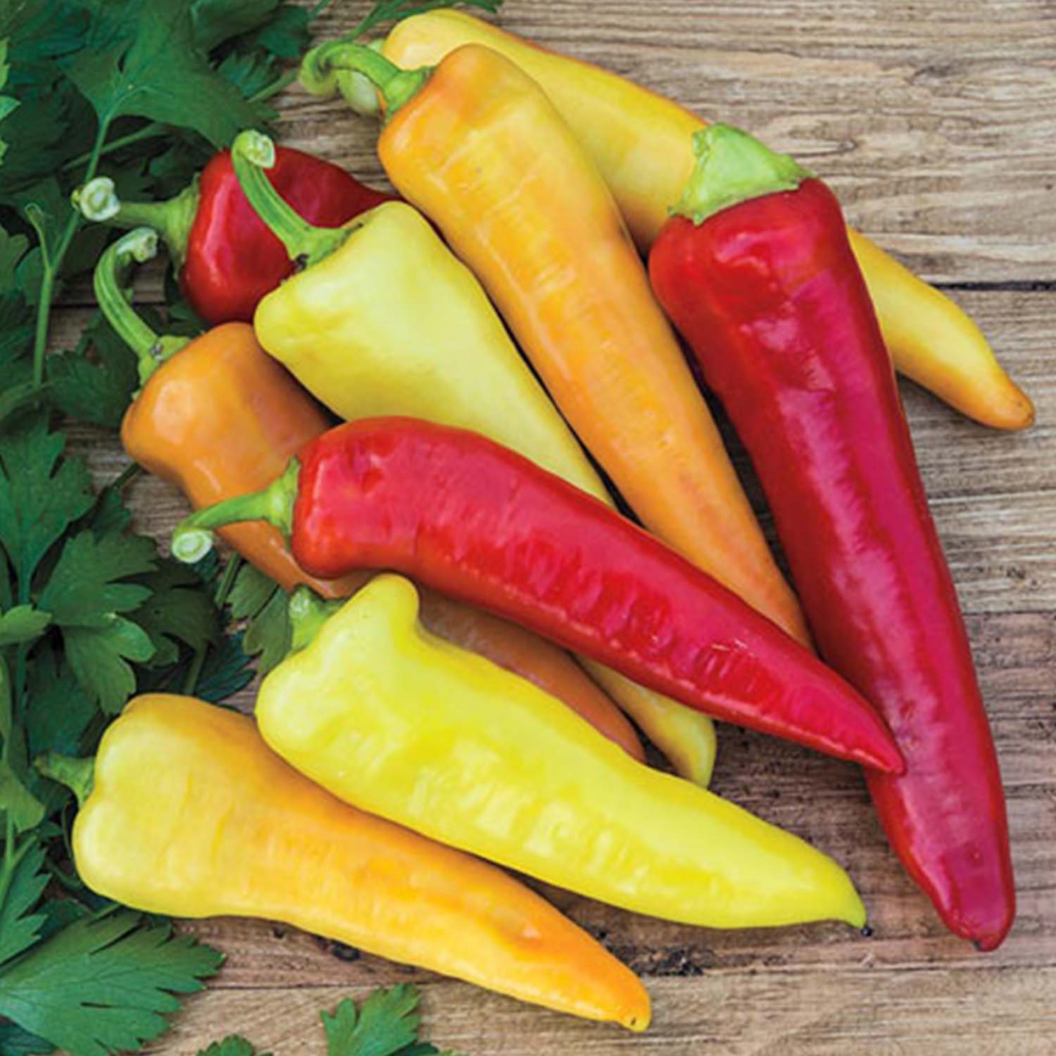 Yum Yum Mix - 4" Pot – Roger's Gardens