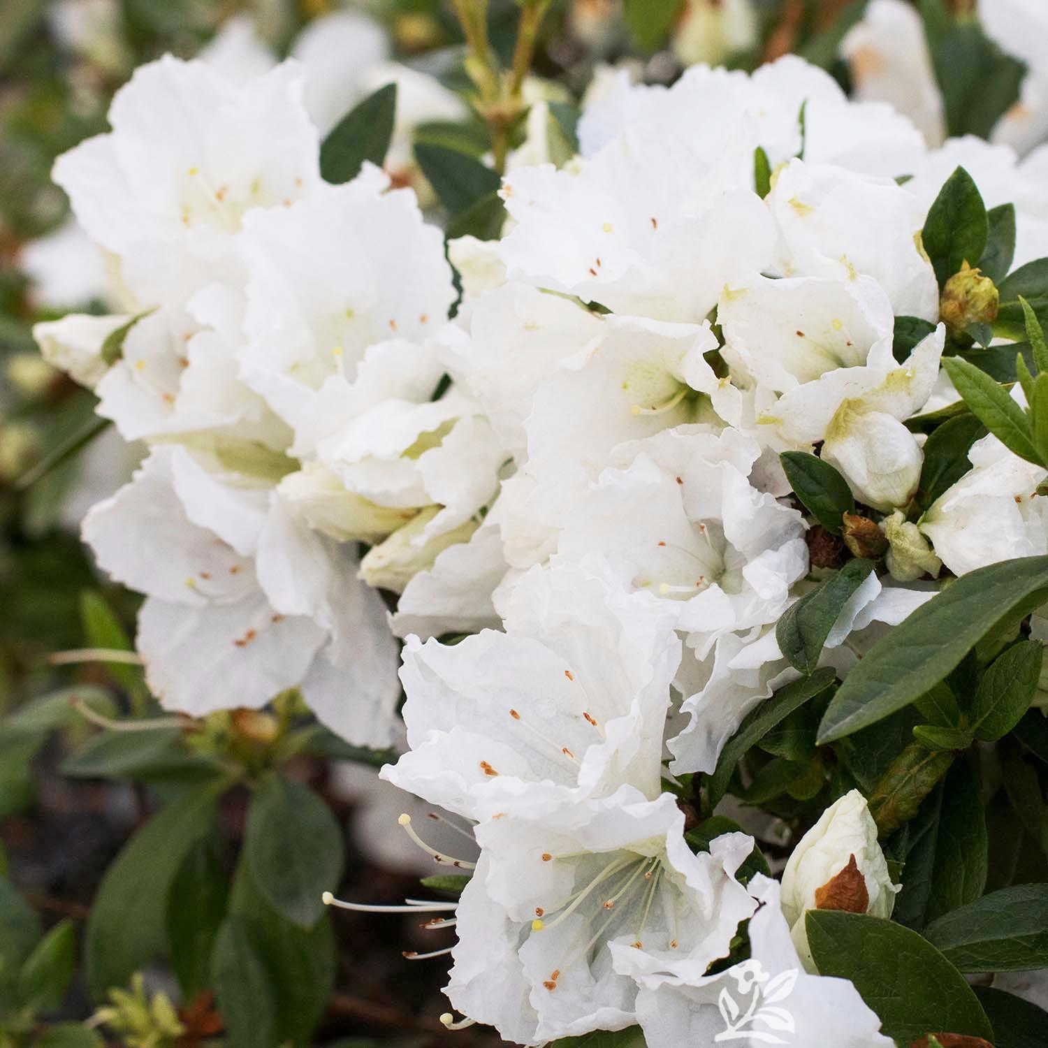 Azalea indica 'Alaska' - Alaska Azalea - 1 Gallon – Roger's Gardens