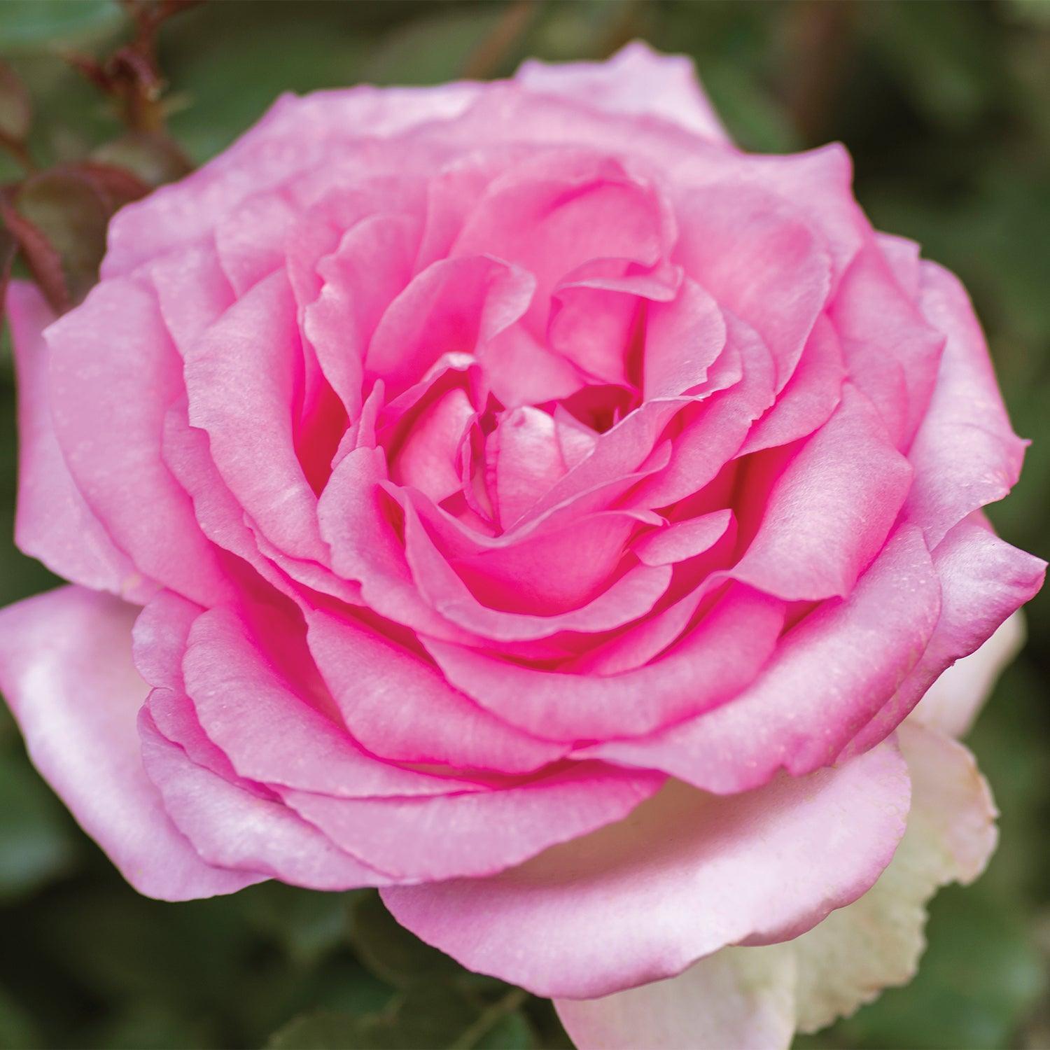 Pink Beverly Eleganza Rose Bush For Sale In OC#N#– Roger's Gardens