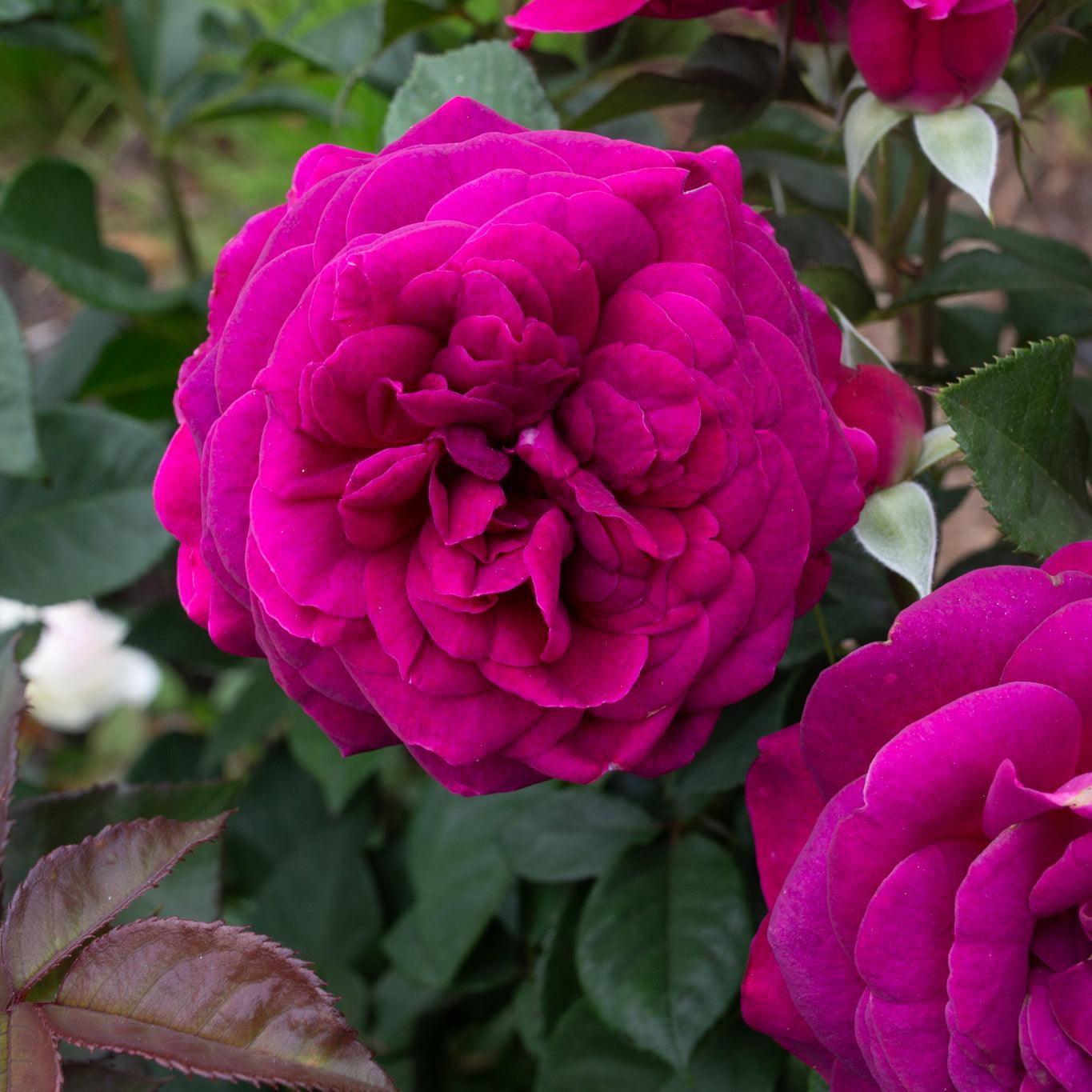 Hardy Celestial Night Rose Bush For Sale In OC#N#– Roger's Gardens