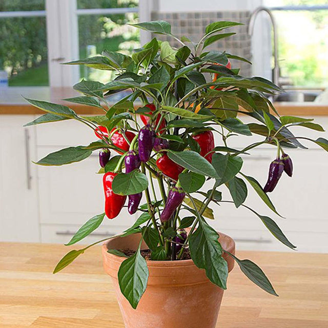 Cosmo - 4" Pot – Roger's Gardens