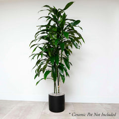 Indoor Plants – Roger's Gardens