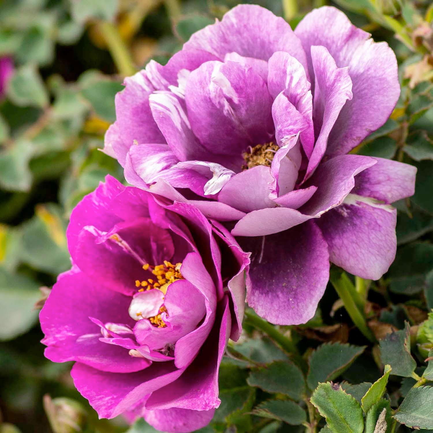 Eyeconic Plum Lemonade - 5 Gallon – Roger's Gardens