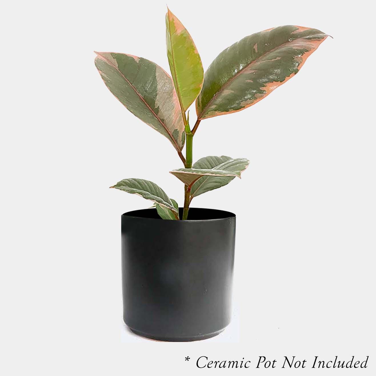 Ficus decora 'Ruby Pink' - Rubber Tree - 4" POT – Roger's Gardens