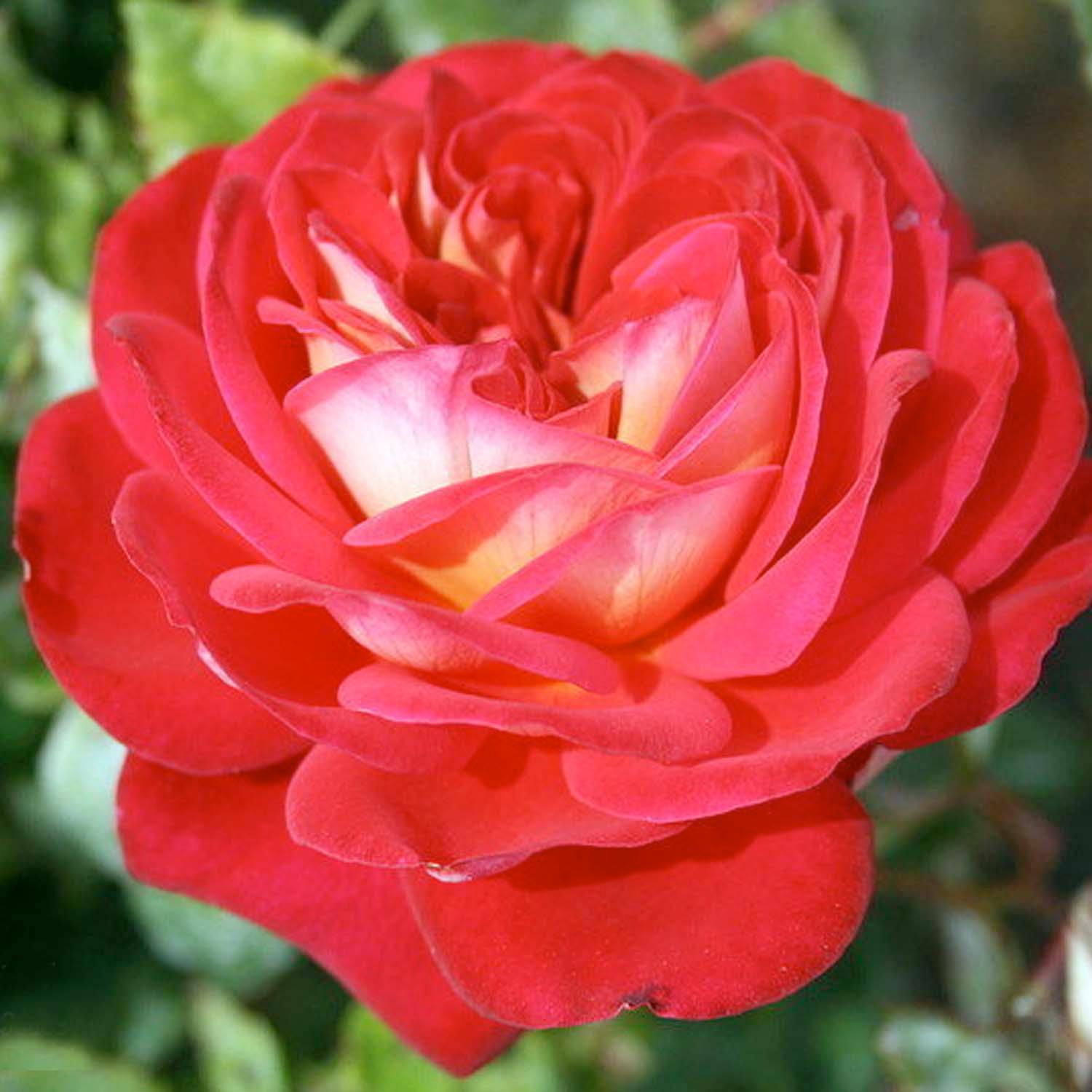 Gypsy Carnival - 5 Gallon – Roger's Gardens