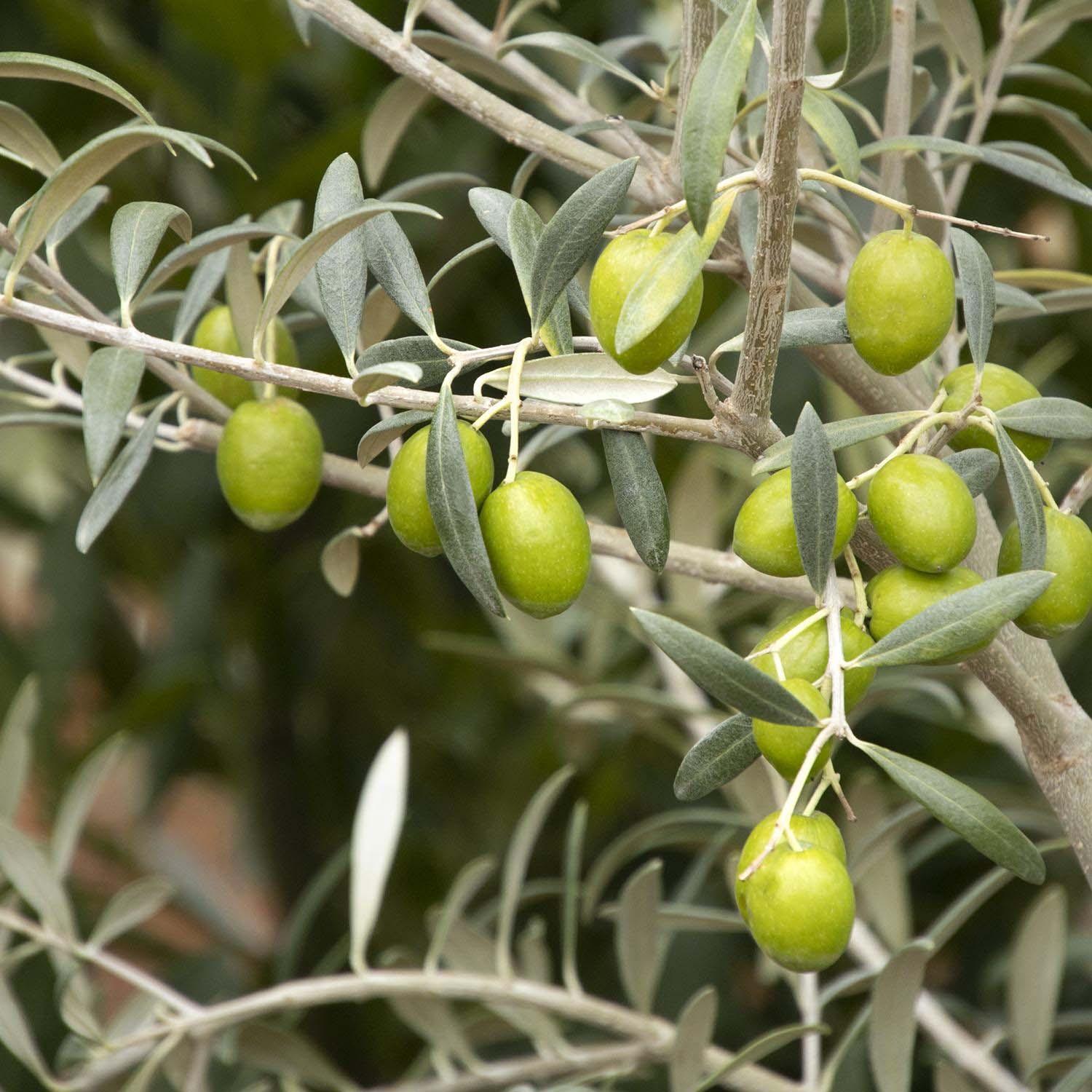 Olea europ. 'Manzanillo' - Manzanillo Fruiting Olive - 5 Gallon – Roger ...